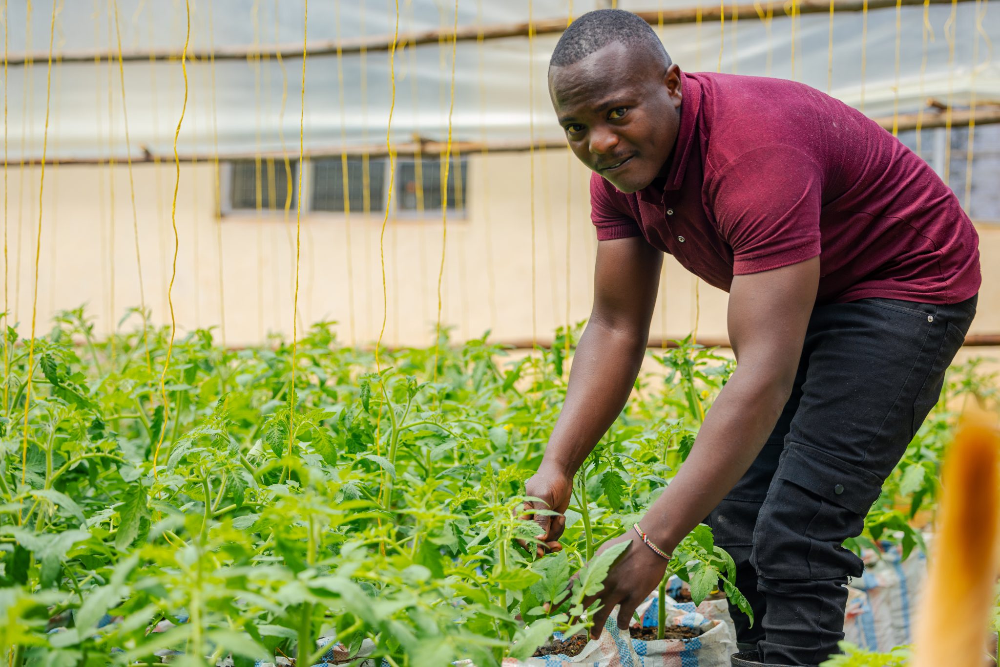 Vihiga Farmers making 3k a day on ten-by-seven metres greenhouses ...